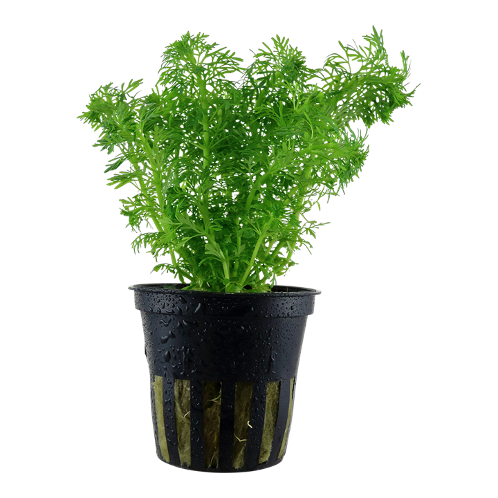 Limnophila sessiliflora "Ambulia" 5cm Pot